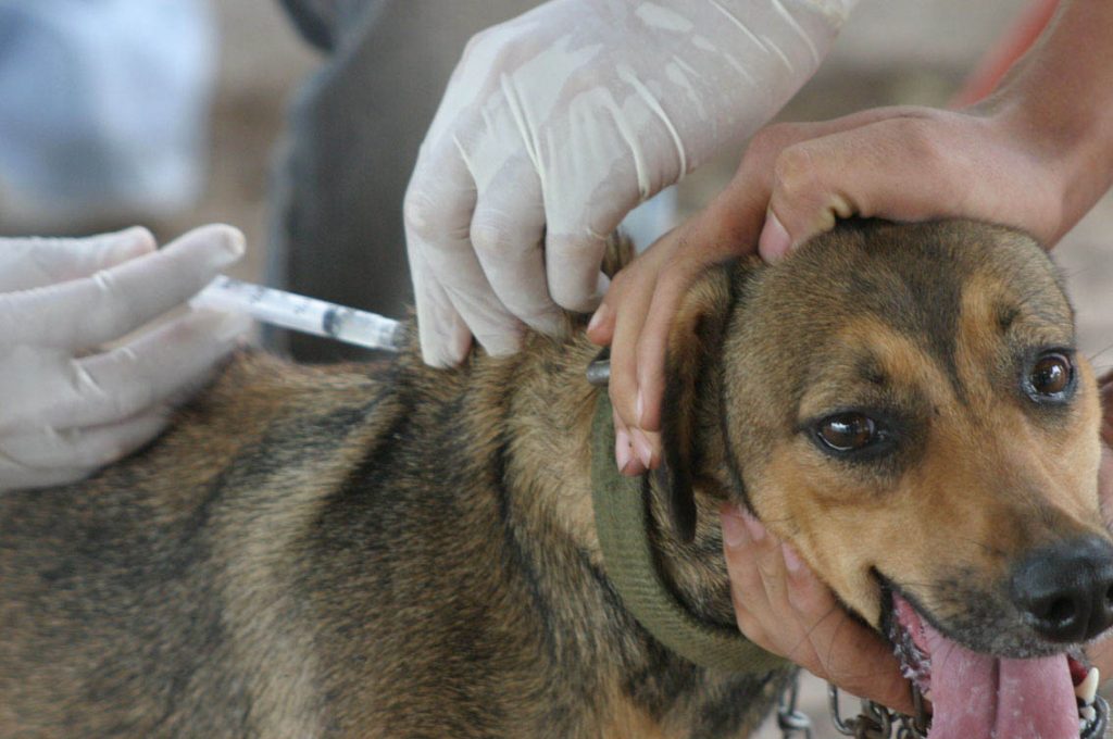 Entenda sobre a doença da raiva em animais – Saúde & Vitalidade