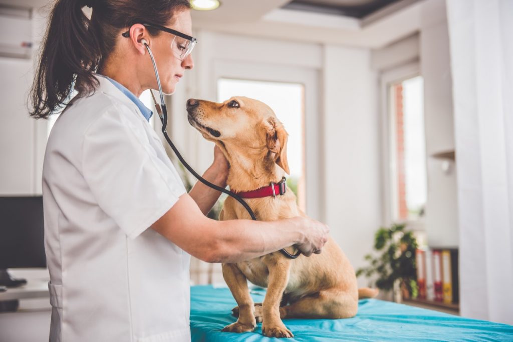 Como cuidar de um cachorro? Confira 9 cuidados necessários – Saúde ...