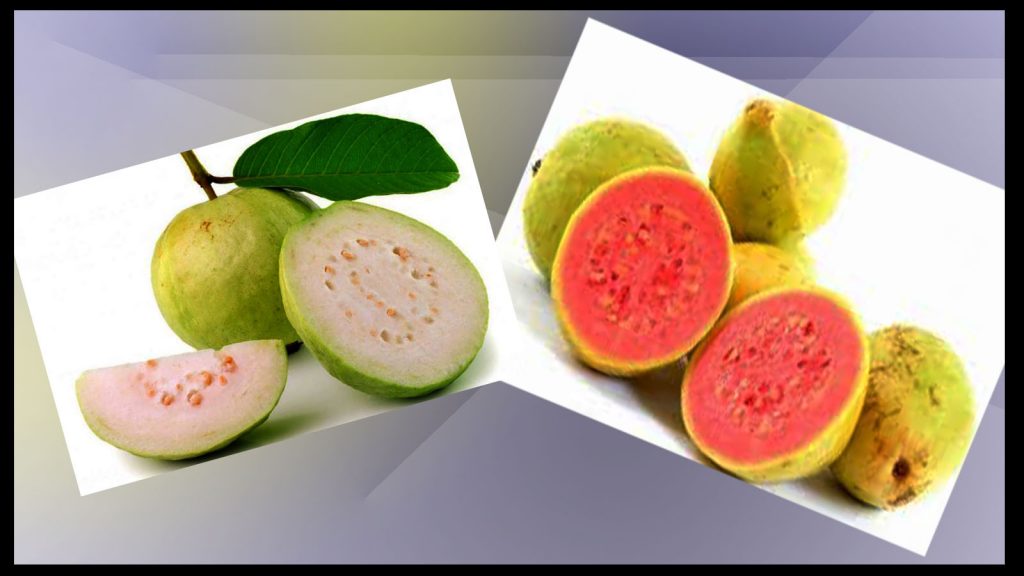 Goiaba branca e vermelha: nutrientes, benefícios e dicas de consumo ...