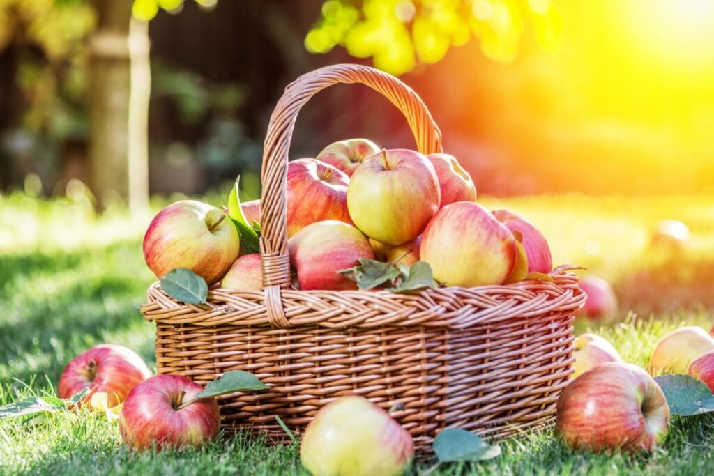 Maçã: calorias, benefícios, tabela nutricional e vitaminas – Saúde ...